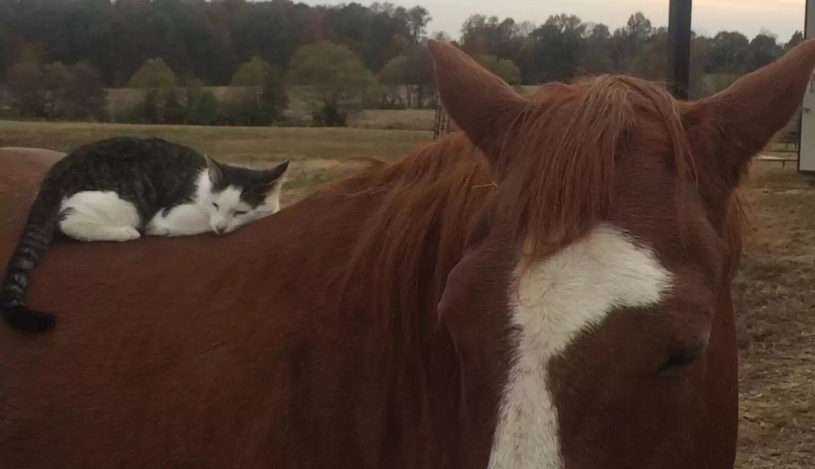 From the Time He Was a Kitten, the Cat Has Loved His Horse - Just ...