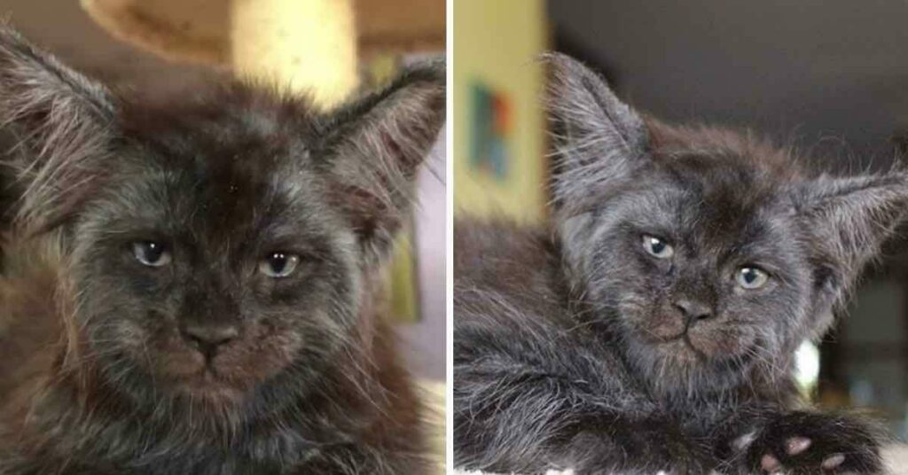 Say Hello to Maine Coon Cat Valkyrie – Who Was Born With a Unique and ...