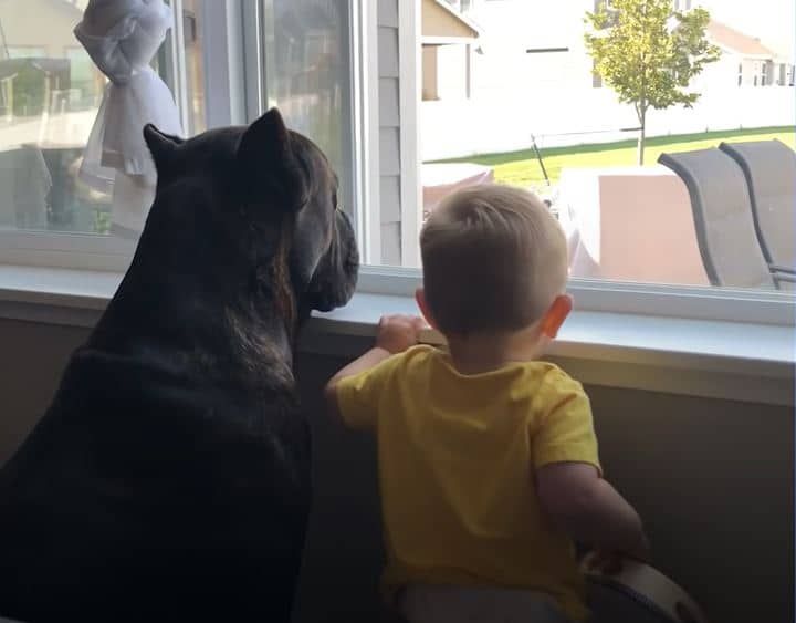 Baby and His 125-Pound Dog Are Constantly on Guard About Keeping Their ...