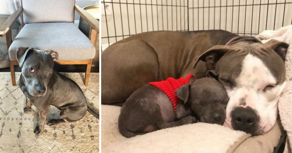 A Pit Bull Named Daya Found Comfort in Raising an Abandoned Puppy ...