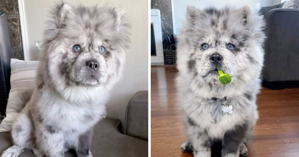 A Chow Puppy With Blue Eyes That Resembles a Big, Fluffy Oreo Cloud and ...